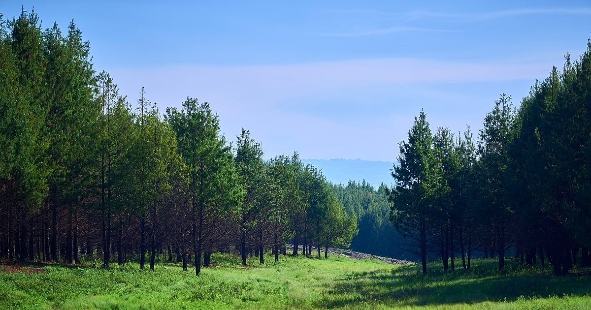 Sustainable Forest Management | Responsible Fibre Sourcing | Mondi