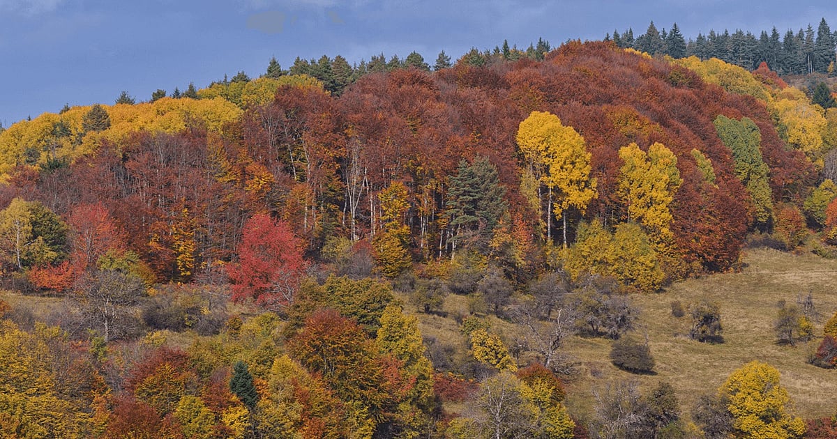 The forest carbon cycle: How different forest types capture and store ...
